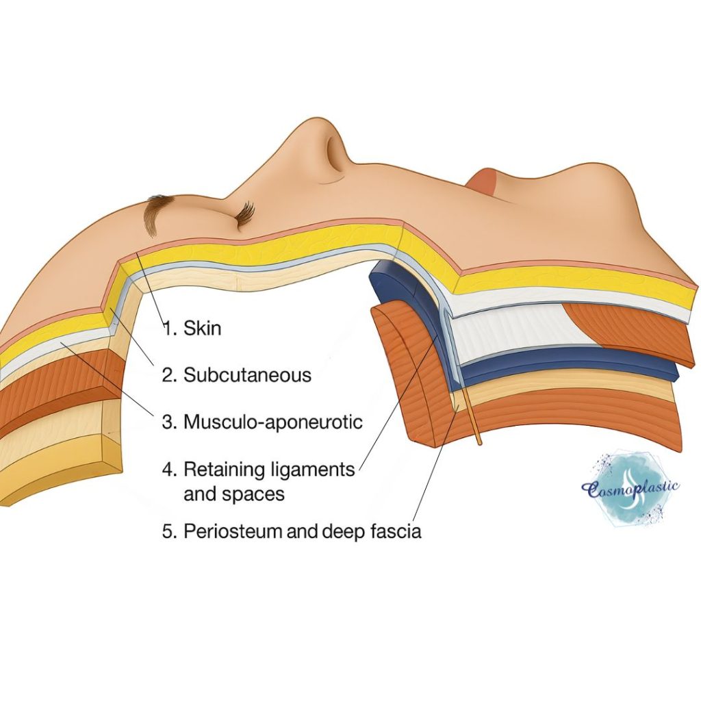 Understanding the SMAS: What Every Cosmetic Surgeon Must Know ...